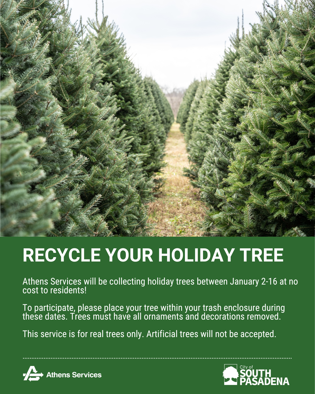 Holiday Tree Recycling Available for Residents | City Hall Scoop
